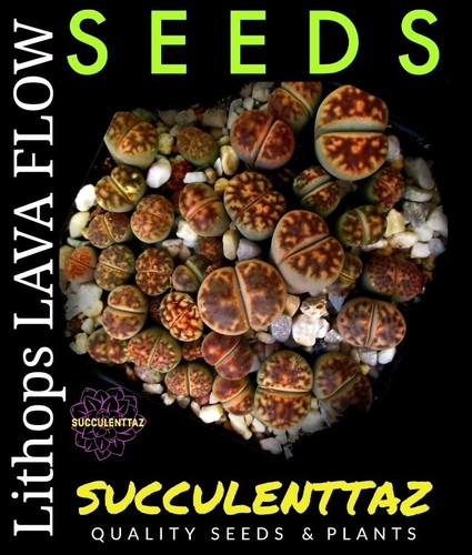 Lithops karasmontana LAVA FLOW 10 x Seeds mesemb LIVING STONE SPLIT ...