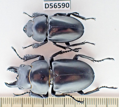 D56590. Insects, Lucanidae: Neolucanus sp. Vietnam, Ha Giang | eBay