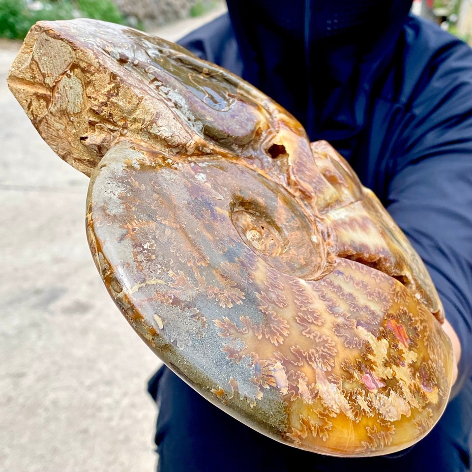 3.65LB Large Natural Fossil Snail Agate Fancy Cabochon Gemstones | eBay