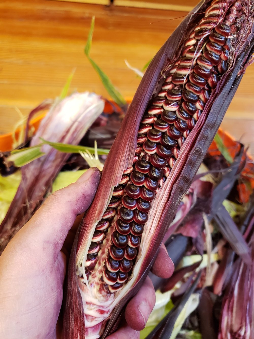 Double Red Sweet Corn Seeds | Purple Husk Stalk Indian Ornamental Dent ...