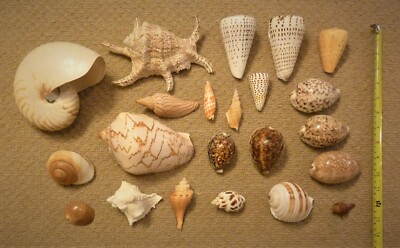 Rare and Common Seashells (lot of 22) | eBay