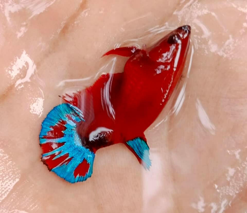 super quality hellboy red/blue star tail MALE OR FEMALE/BREEDING PAIR ...