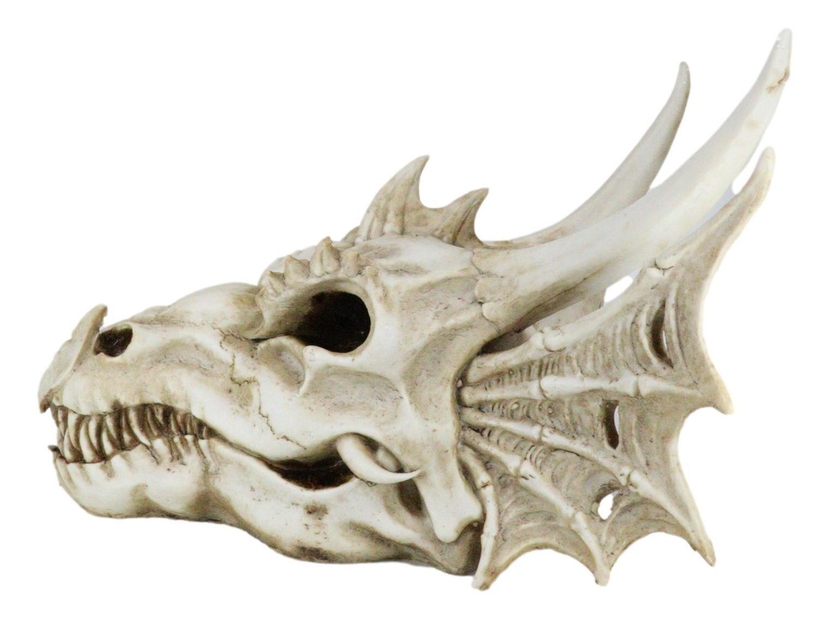 Elginia Skull