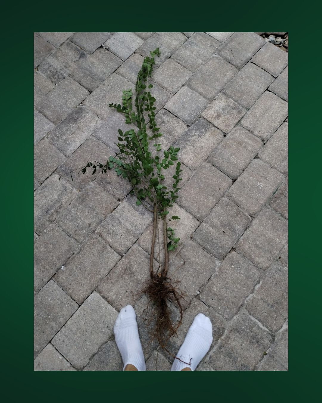 4-6 Foot White Natchez Crape Myrtle Tree - Bare Root - FREE SHIPING ...