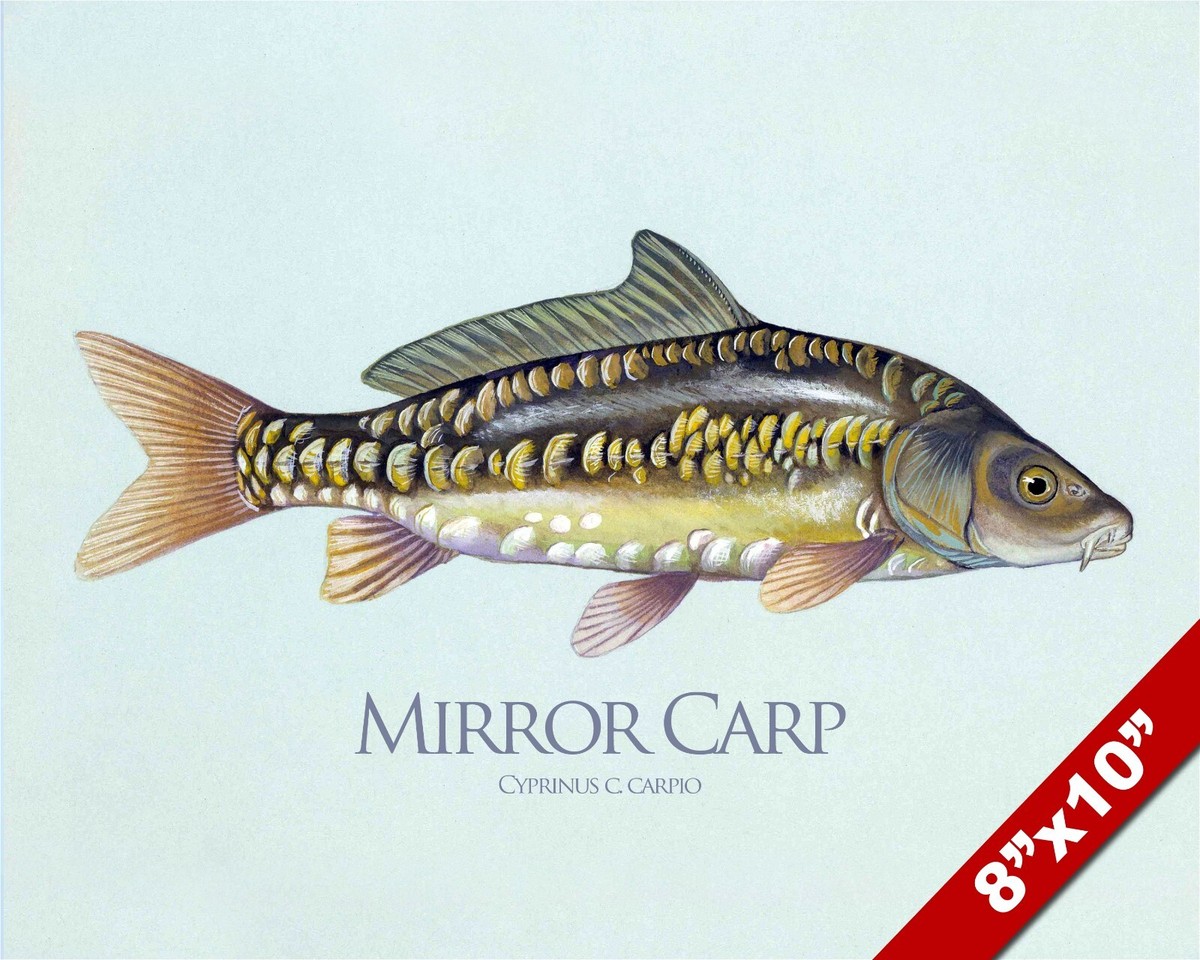 Mirror Carp Fish