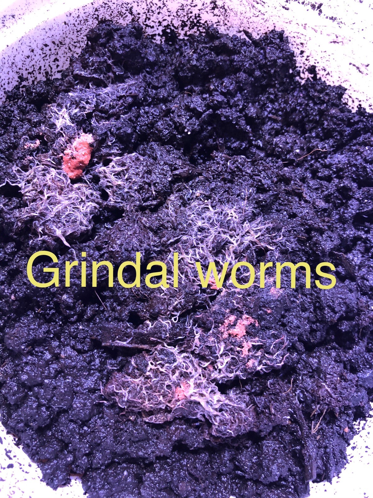 Grindal worms (Enchytraeus buchholzi) as a food for fish >> killi.co.uk