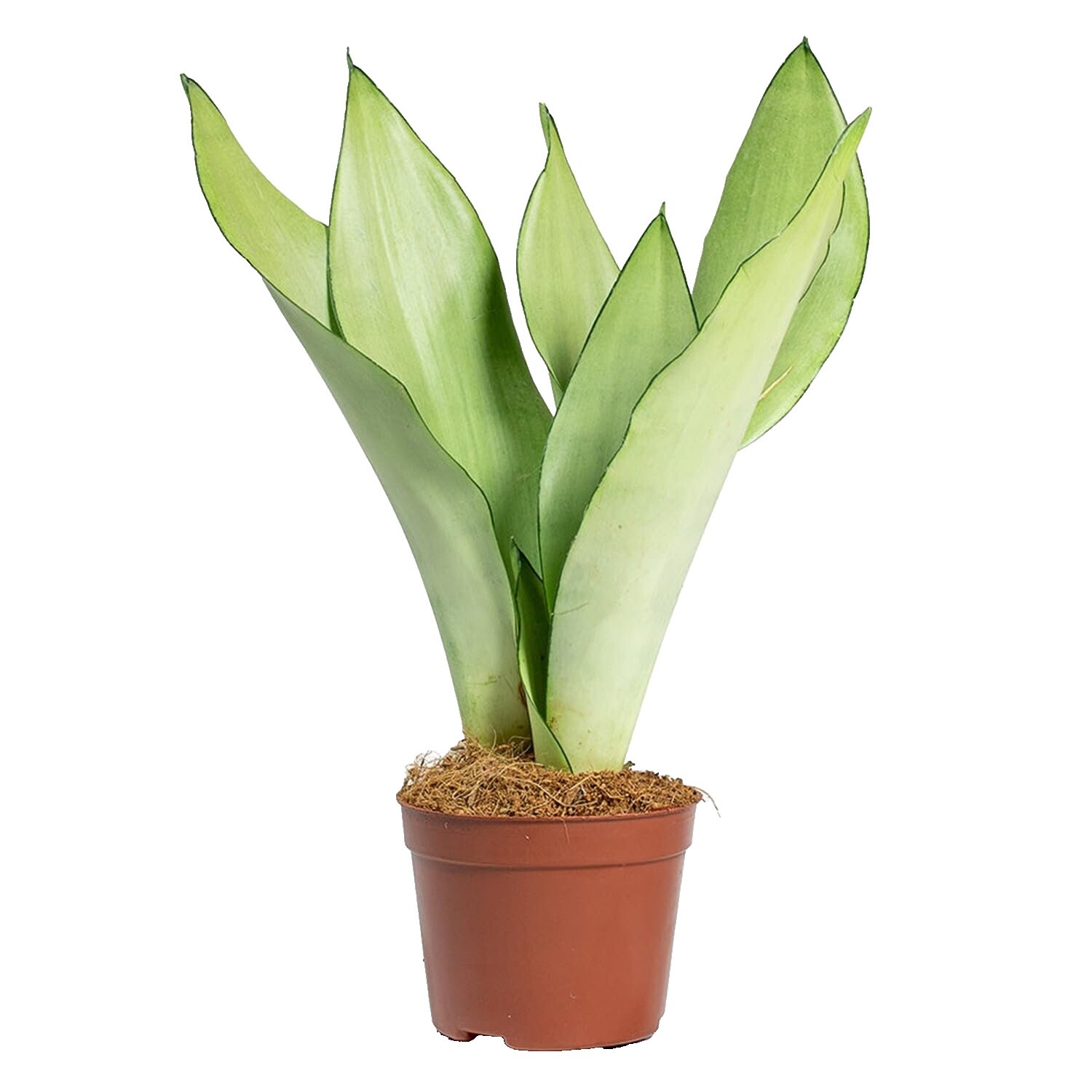 Snake Plant | eBay