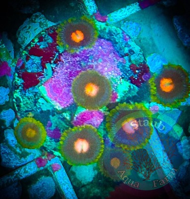 SAF~ “WYSIWYG” Blow Pops Zoanthid Coral Frag, Palythoa, Paly, Zoa | eBay