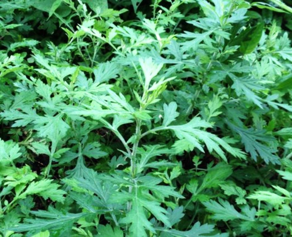 Artemisia Argyi Common Mugwort – Kahikatea Farm Certified Organic