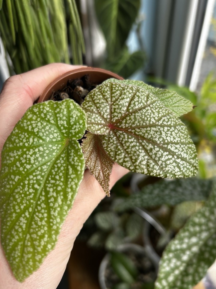 Begonia Sinbad 6cm Pot. Silvery-green Leaves. Cane Begonia. | eBay UK