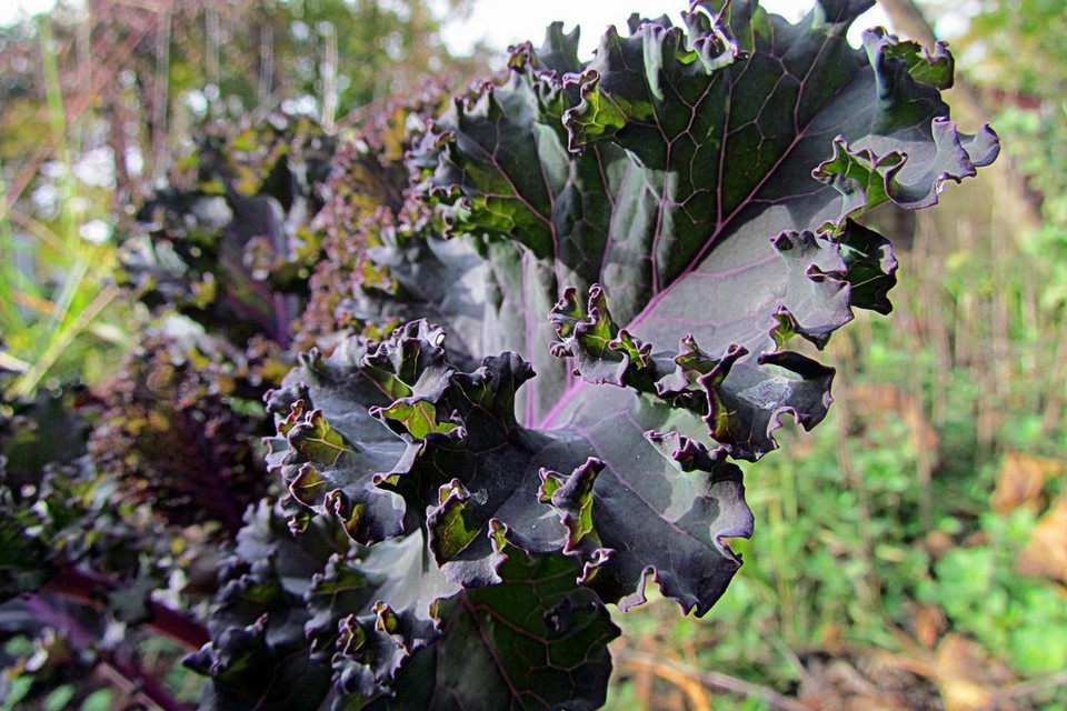 Red Russian Kale Seeds, NON-GMO, Antioxidants, Ragged Jack, FREE ...