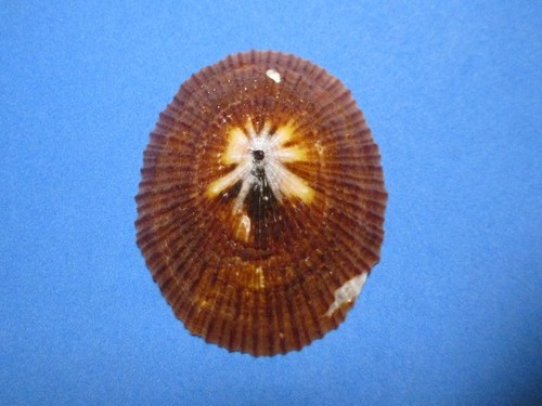 Cellana talcosa (Gould, 1846) "ENDEMIC HAWAIIAN LIMPET" (62.9mm) | eBay