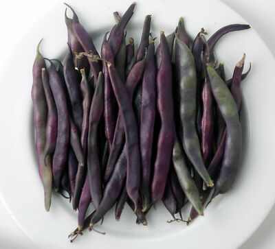 Purple Pod Bean - Phaseolus vulgaris - 5+ seeds - Semillas - Graines ...