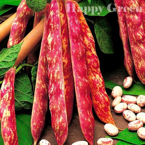 VEGETABLE - DWARF ITALIAN BORLOTTO BEAN - 30 SEEDS - LINGUA DI FUOCO ...