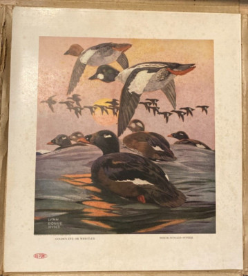 Lynn Bogue Hunt Vintage Du Pont Print 1917 Whistler, Scoter Game Birds ...