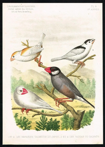 1885 Japanese Manakin & Java Sparrow Birds – Original Antique ...