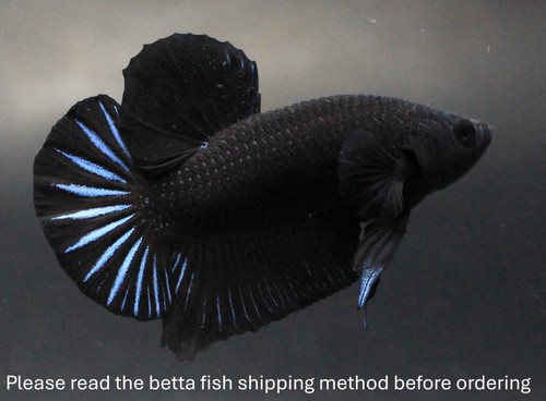 Thailand Live Betta Fish Pet Fancy Super Black Plakat Breed Male Men Boy Quality | eBay