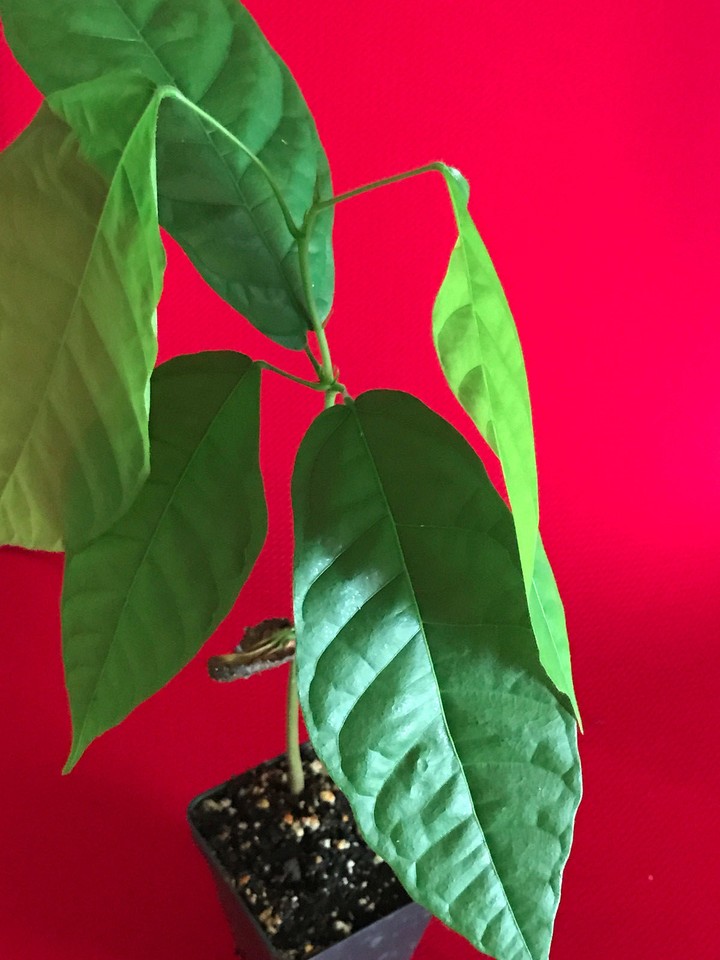 FORASTERO Theobroma Cacao Cocoa Chocolate Tree Potted Plant Yellow Pod ...