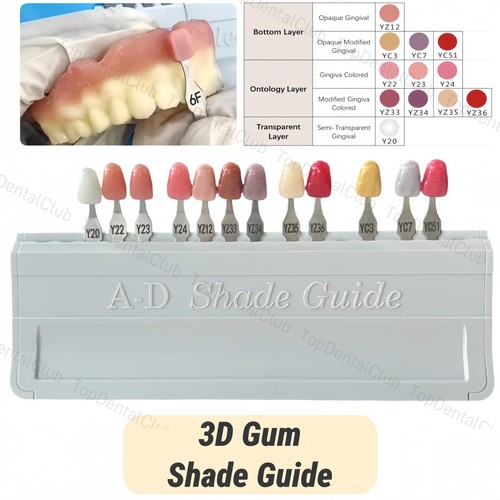 Dental Gum Pink Gingiva Aesthetic Composite Resin Tissue Restoration ...