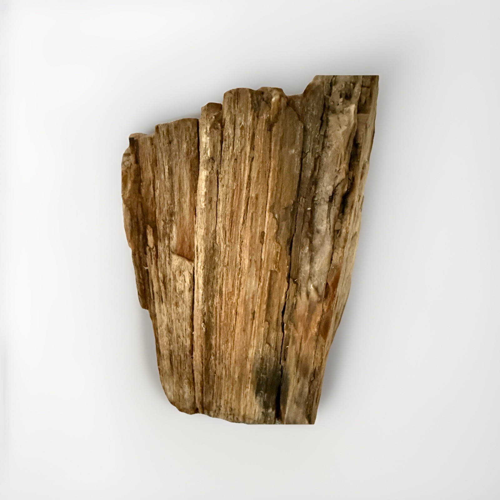 Rare Large Petrified Wood Log Over 22 Pounds. One Of A Kind. Solid. | eBay