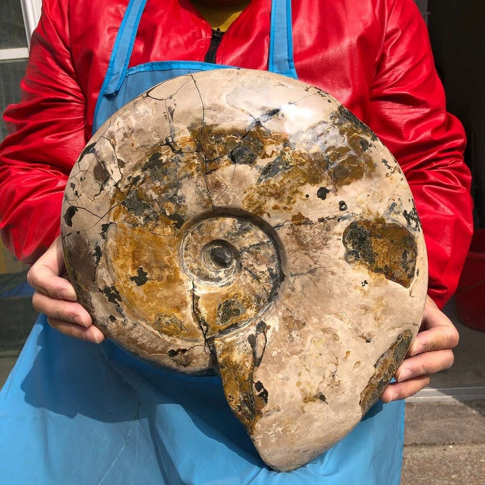 12.98LB Natural Ammonite Fossil Polished Specimen Reiki Healing ...