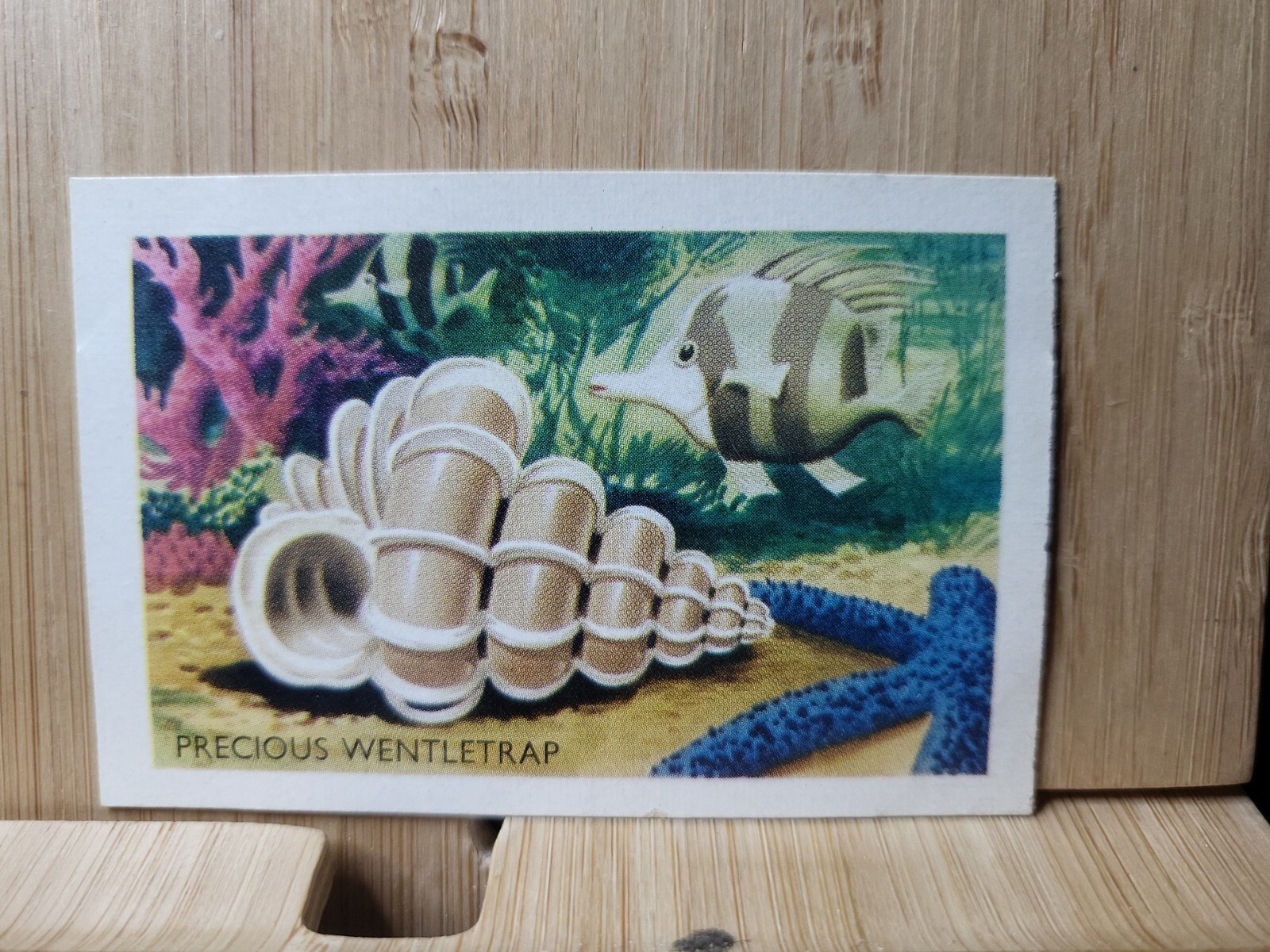 Shell Project Cards SHELLS FISH & CORAL🏆#99 PRECIOUS WENTLETRAP 1960's ...