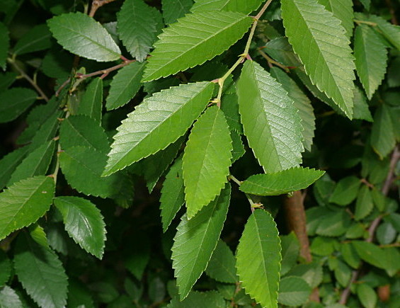 Ulmus Parvifolia Leaf