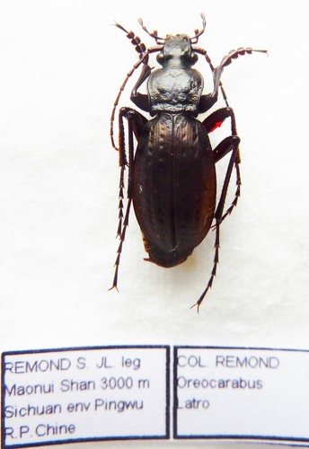 Carabus oreocarabus latro (male A2) from CHINA | eBay