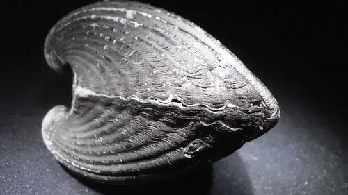 VERY NICE SHELL / HUGE XL > ANADORA ( LARKINIA) GRANDIS > GUAYMAS ...