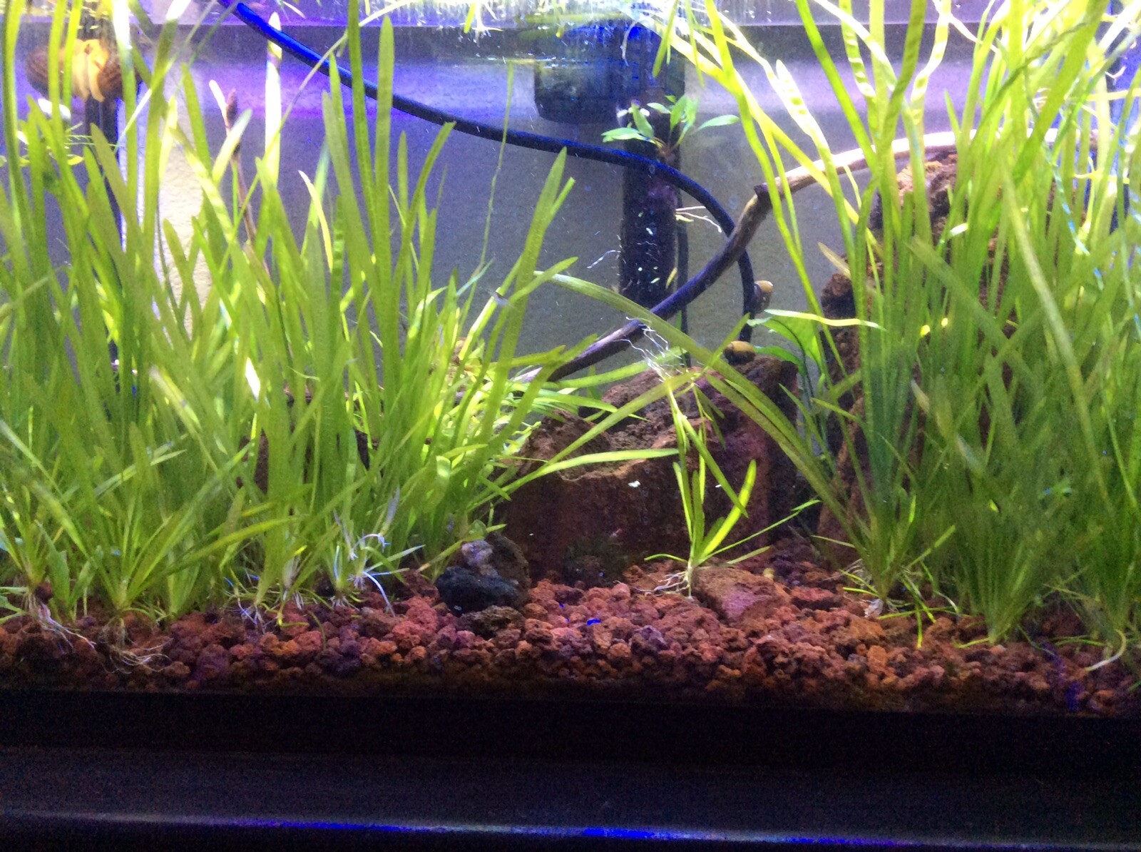 6 Vallisneria Jungle Val plants Fresh Live Aquarium Plants | eBay