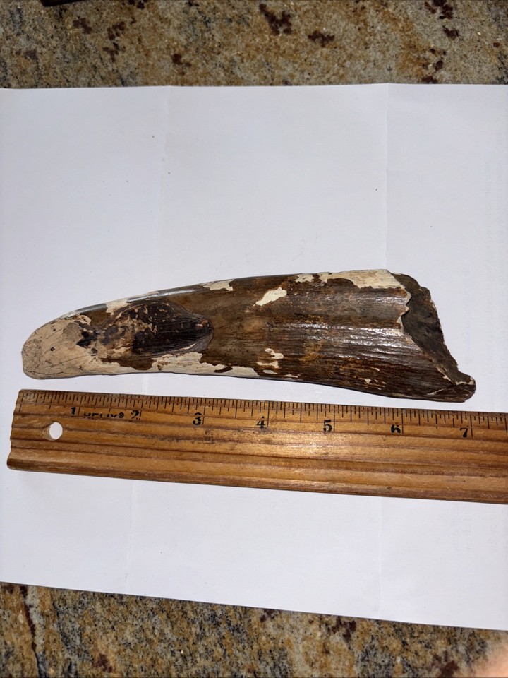 Eskimo Artifacts Axe Head Fossil Walrus | eBay