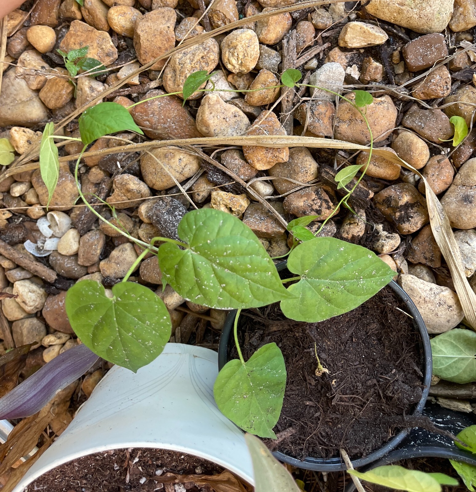 1 pot hoa thiên lý /Telosma cordata / cowslip creeper/ Pakalana ...