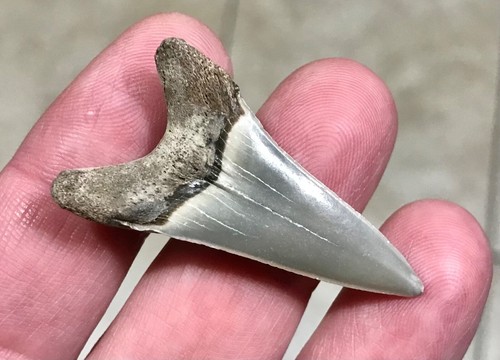 VERY PRETTY - LEE CREEK/AURORA,NC - MAKO/HASTALIS SHARKTOOTH FOSSIL | eBay