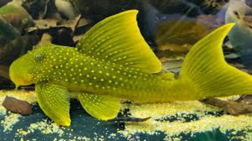 Pleco L200 Green Phantom 4-5 Inch Live Freshwater Fish Aquarium Rare ...