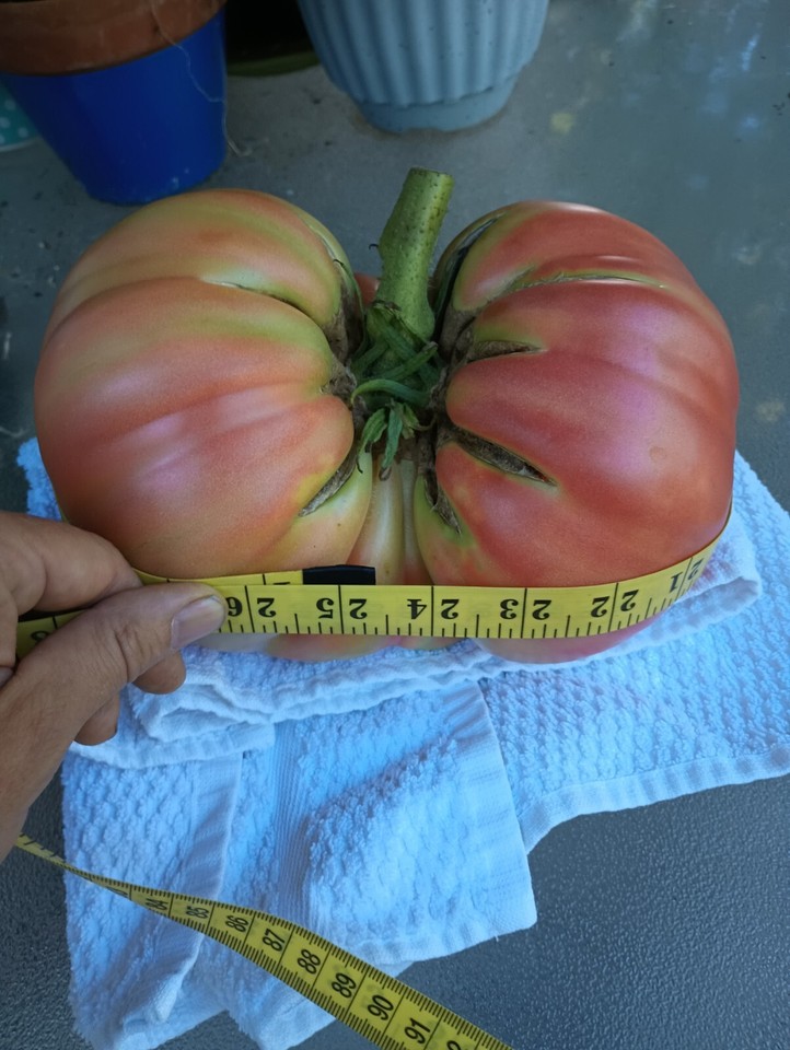 Giant Tomato Seeds X10! (Domingo Variety) Award Winning! From Fruit ...