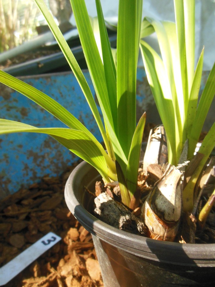 GORGEOUS DARK BROWN Outdoor Cymbidium Orchid - Multiple Bulbs ...
