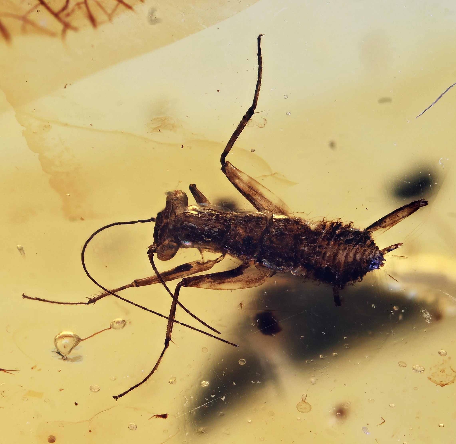 Rare Juvenile Mantodea (Praying Mantis), Fossil inclusion in Burmese ...