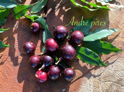 Plinia sp. "Dona Gal" Jaboticaba | eBay