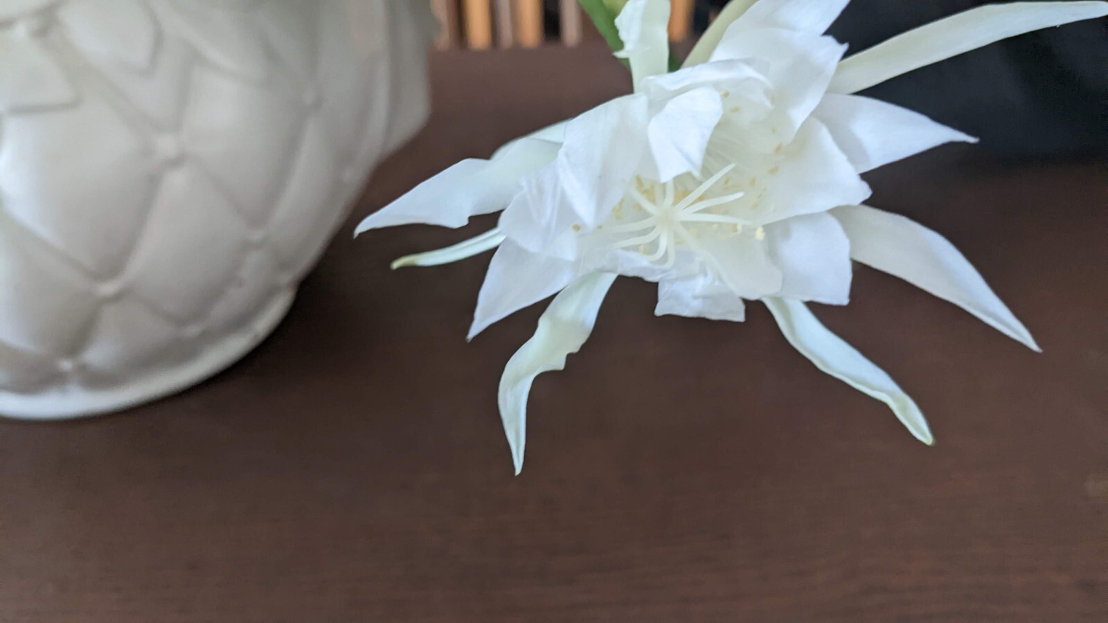 A Night Blooming Orchid Cactus, Cereus Epiphyllum Queen of the Night ...