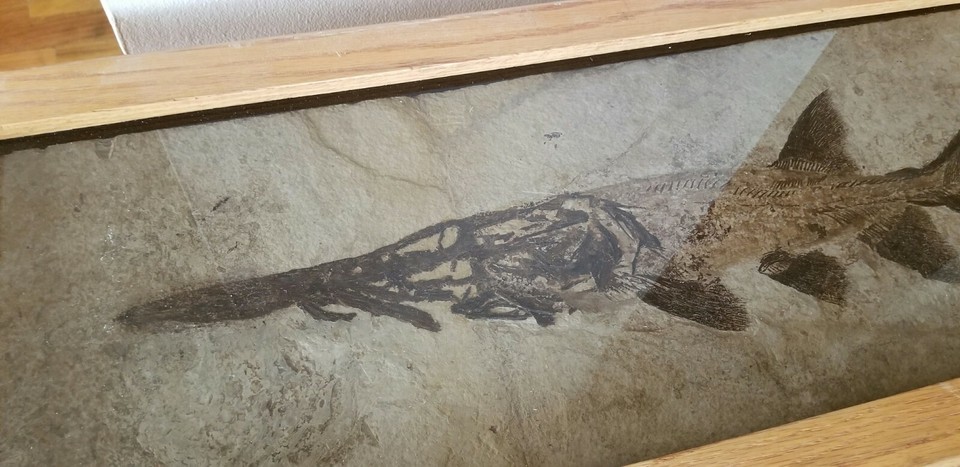 Paddlefish Fossil (Crossopholis) 21.5" "Green River Formation" PRICED ...