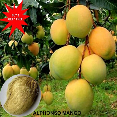 Alphonso Mango / Hapus Mango / Ratnagiri Mango / King of Mangos / 2 ...