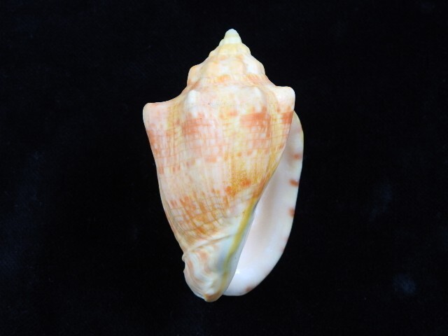 Sea shell Voluta musica f. carneolata 72.6mm ID#8847 | eBay