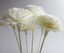 Artificial Gerbera Dried Flower Diffuser Nice Wedding Fragrance ...