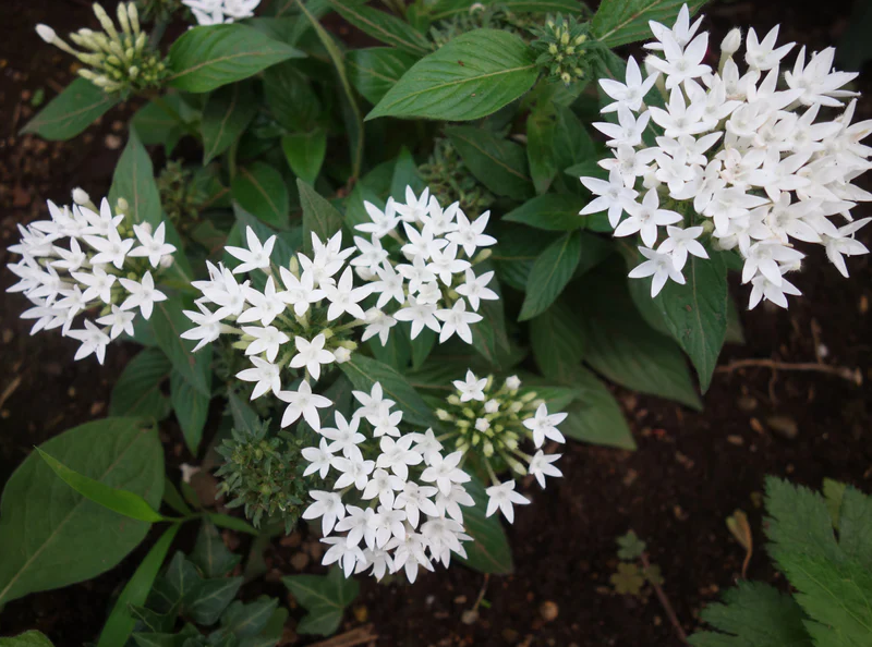 4 White Star Penta Plants Lanceolata Pentas Penta Flowers Live Plants 3 ...
