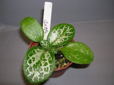 PRIMULINA BETTY-African Violet Kin | eBay