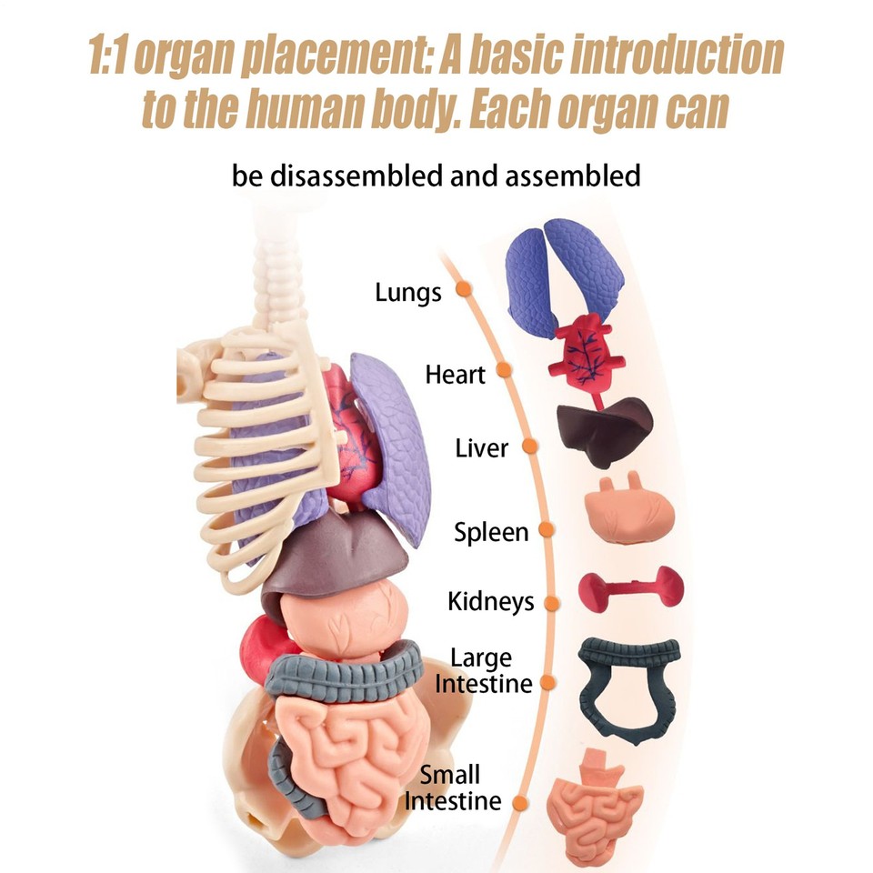 Human body structure model 3D Educational Anatomy Figure Assembly Toys ...