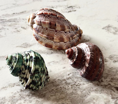 3 Large Natural Conch Seashells Mixed Turbo Hermit Crab Shell Rare Real ...