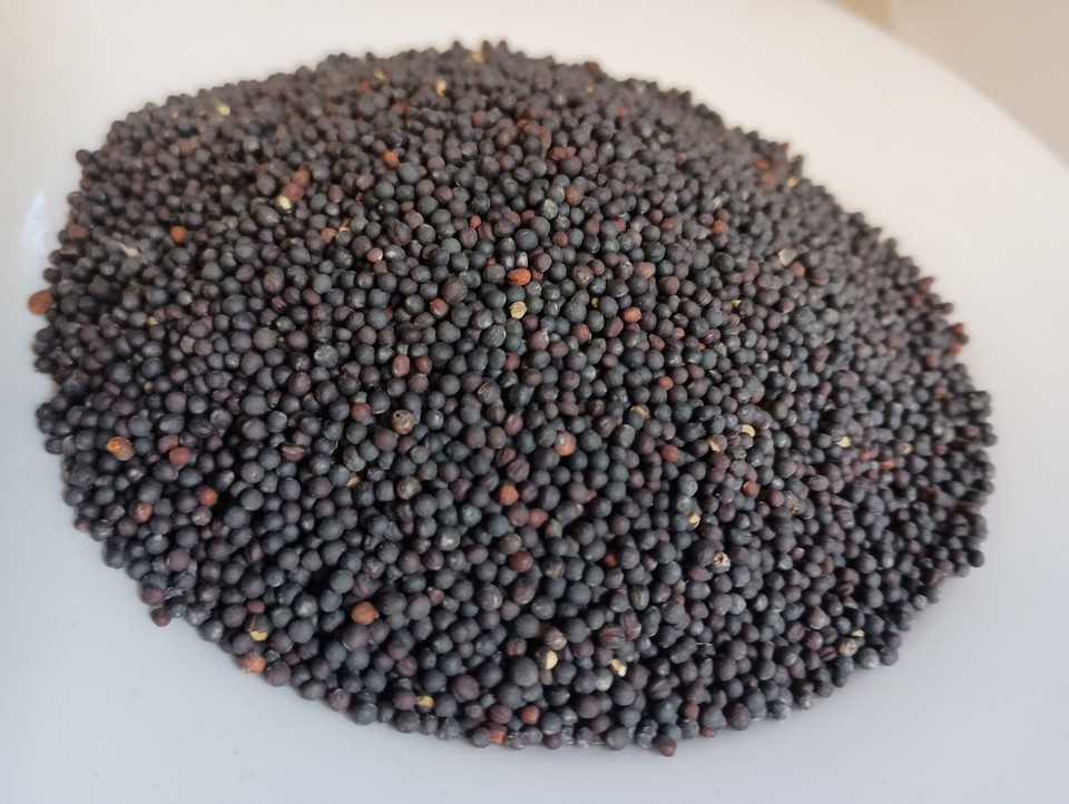 Trophy Rape Seed Cover Crop Forage Food Plot Deer Greens No-Till NON ...