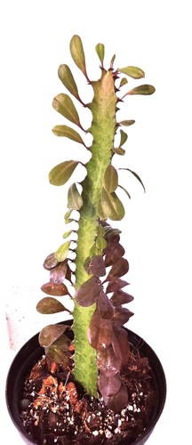 Euphorbia Ruby Red trigona - African Milk Bush - 11" tall rooted | eBay