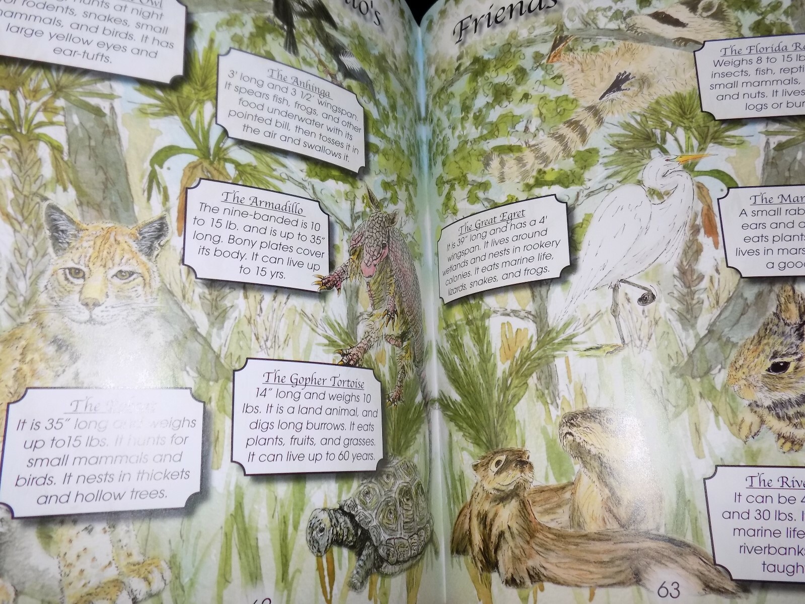 Dillo - A Baby Armadillo's Adventure on Sanibel Island by Kyle Linda ...